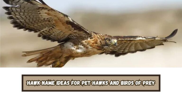 350+ List of Catchy & Fearless Hawk Names with Meanings+Poll