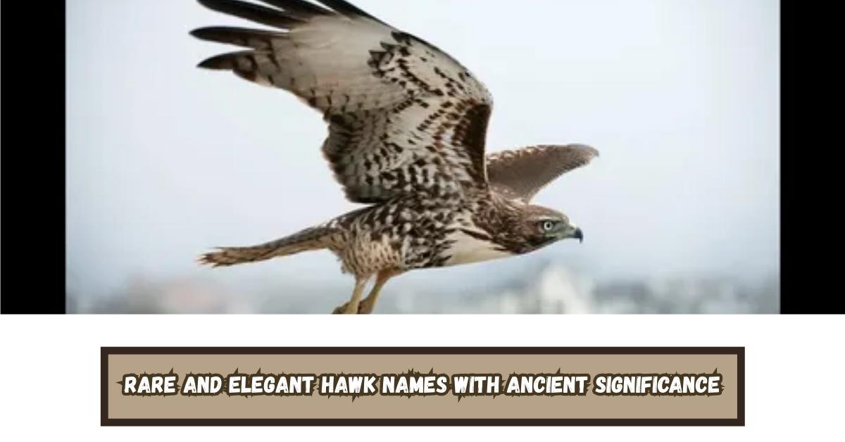 350+ List of Catchy & Fearless Hawk Names with Meanings+Poll