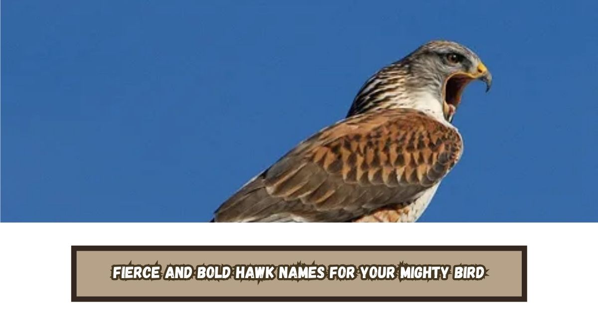 350+ List of Catchy & Fearless Hawk Names with Meanings+Poll