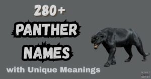 280+ Top Panther Names & Generator with Unique Meanings