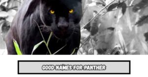 280+ Top Panther Names & Generator with Unique Meanings