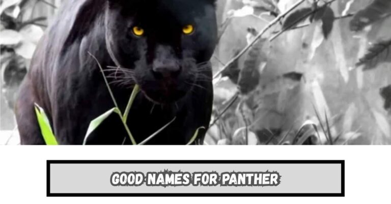 280+ Top Panther Names & Generator with Unique Meanings