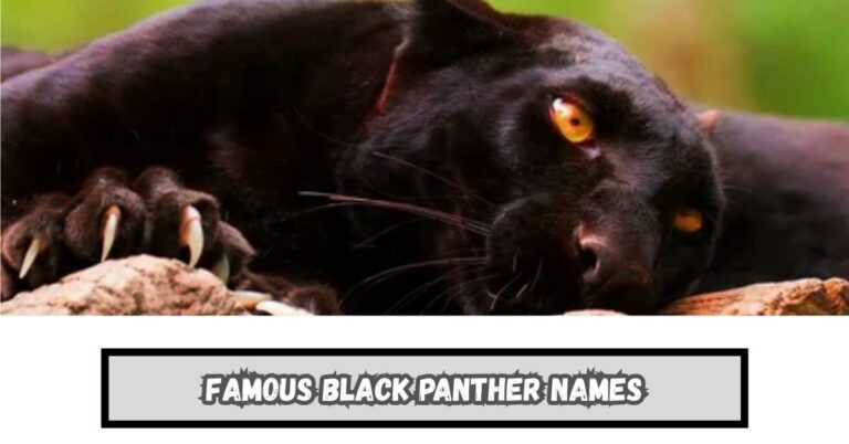 280+ Top Panther Names & Generator with Unique Meanings