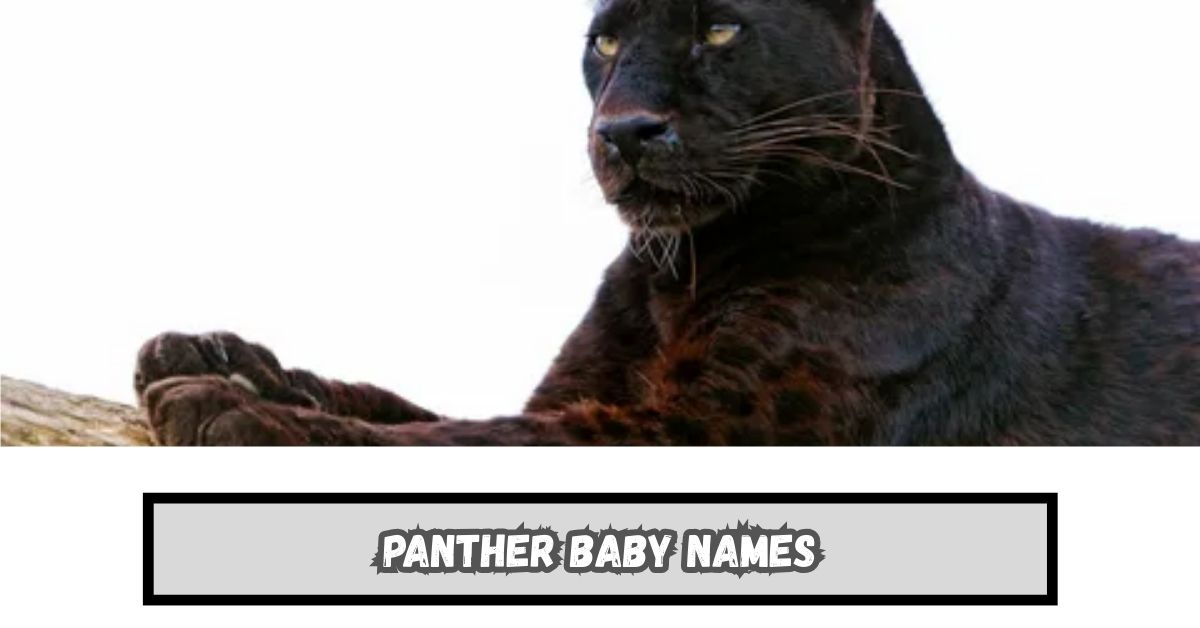280+ Top Panther Names & Generator with Unique Meanings