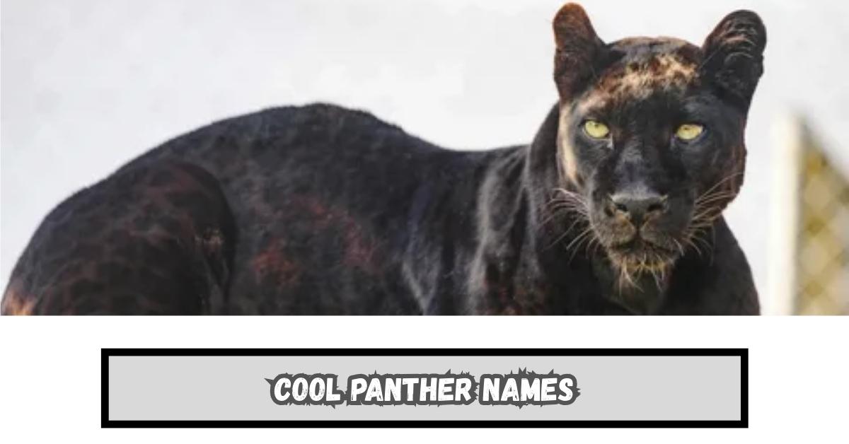 280+ Top Panther Names & Generator with Unique Meanings