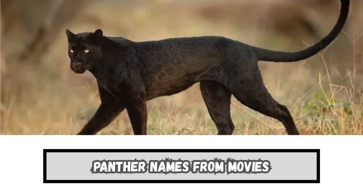 280+ Top Panther Names & Generator with Unique Meanings