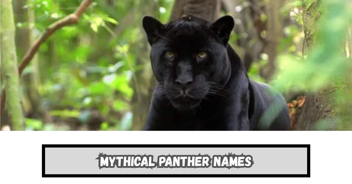 280+ Top Panther Names & Generator with Unique Meanings