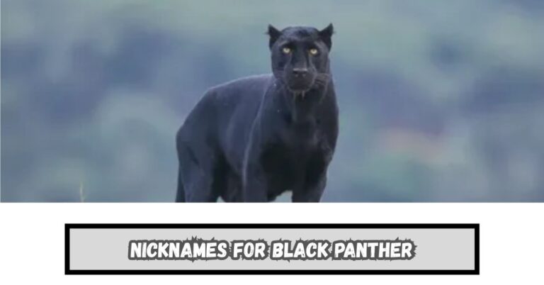 280+ Top Panther Names & Generator with Unique Meanings