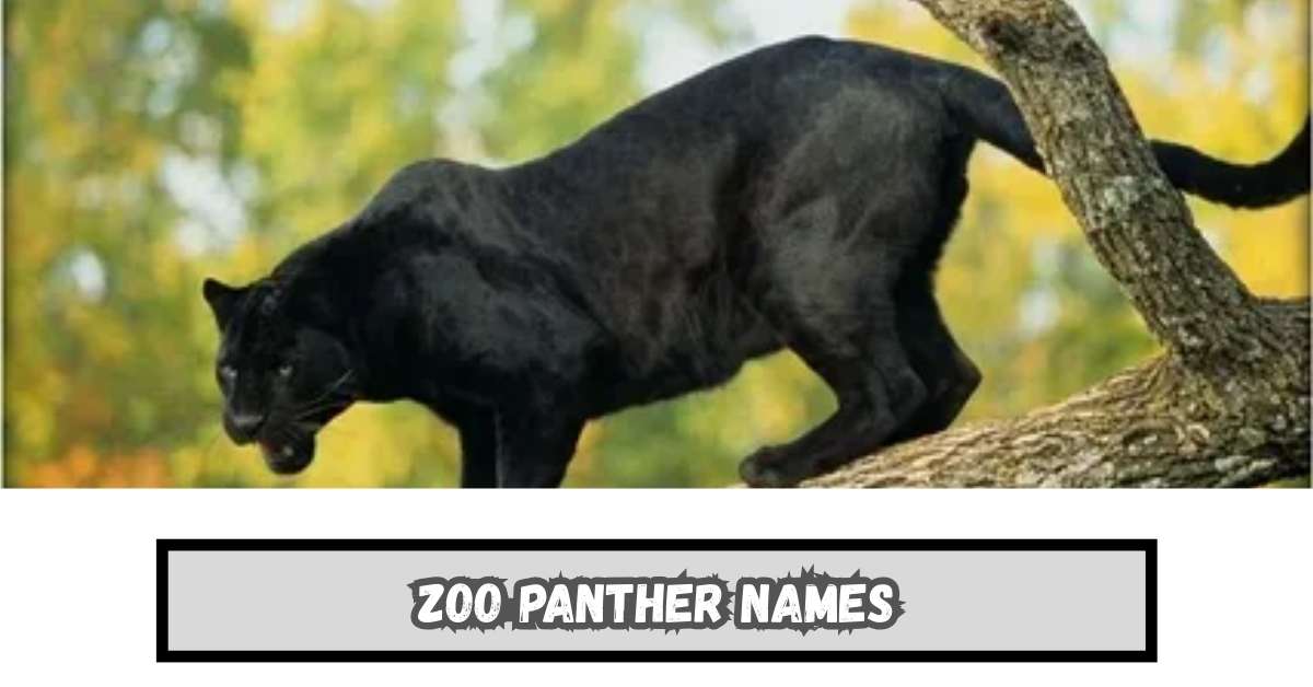 280+ Top Panther Names & Generator with Unique Meanings