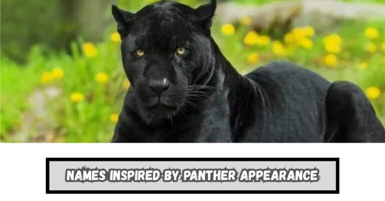 280+ Top Panther Names & Generator with Unique Meanings