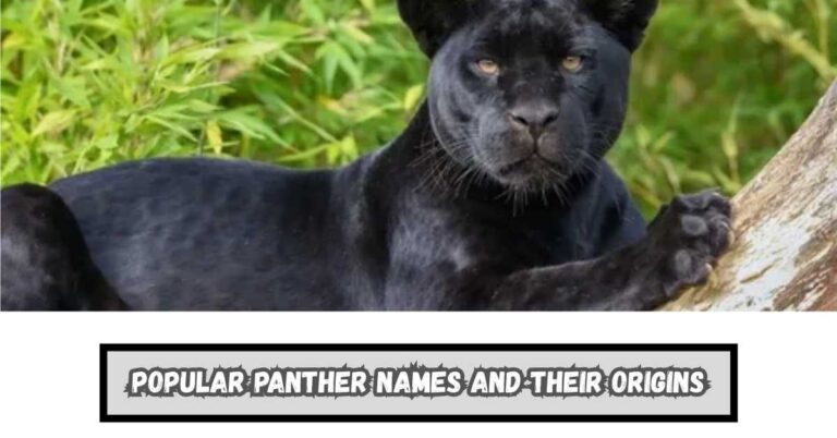 280+ Top Panther Names & Generator with Unique Meanings