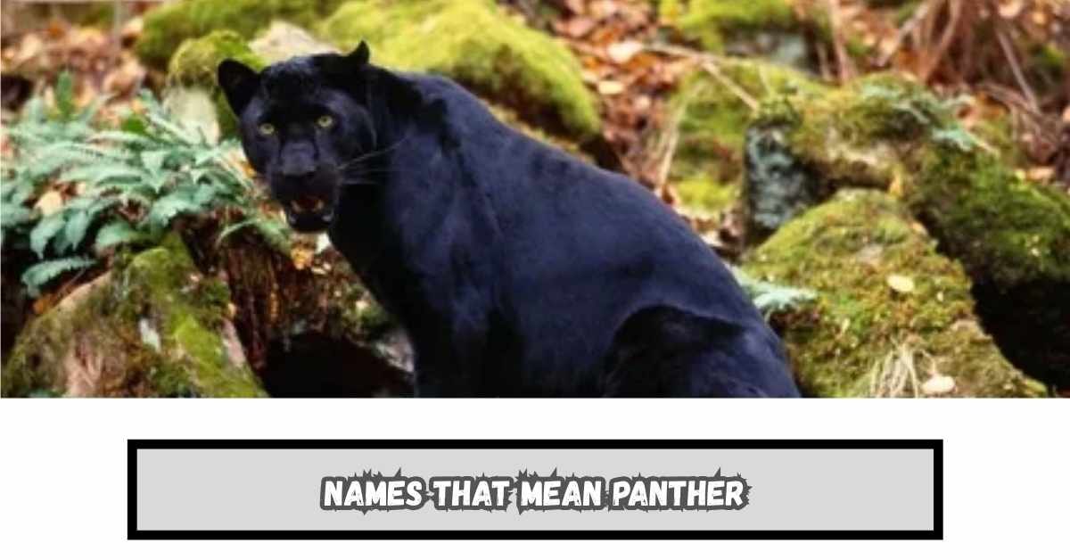 280+ Top Panther Names & Generator with Unique Meanings
