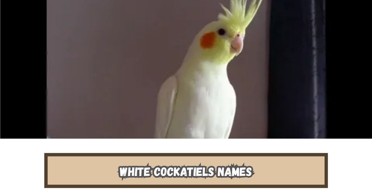 350+ Cute and Friendly Cockatiel Names & Generator Ideas