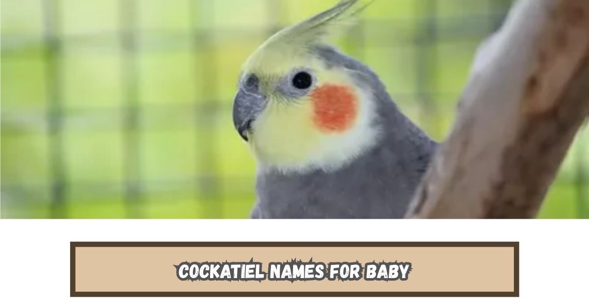 350+ Cute and Friendly Cockatiel Names & Generator Ideas