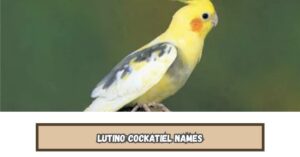 350+ Cute and Friendly Cockatiel Names & Generator Ideas