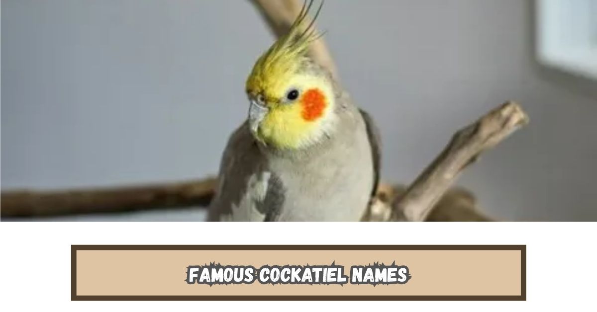 350+ Cute and Friendly Cockatiel Names & Generator Ideas