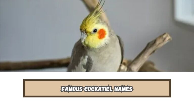 350+ Cute and Friendly Cockatiel Names & Generator Ideas