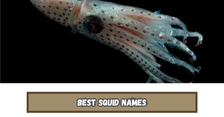 400 Cool and Catchy Squid Names & Generator [Unique Ideas]