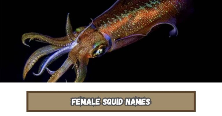 400 Cool and Catchy Squid Names & Generator [Unique Ideas]