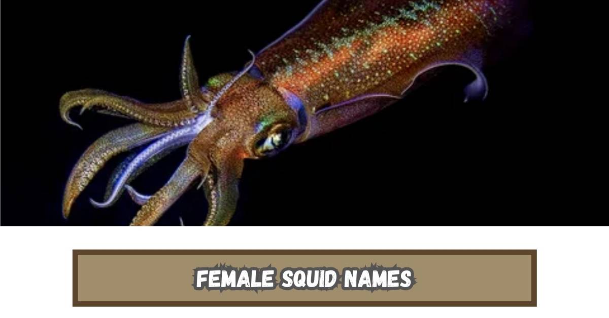 400 Cool and Catchy Squid Names & Generator [Unique Ideas]