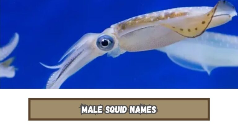 400 Cool and Catchy Squid Names & Generator [Unique Ideas]