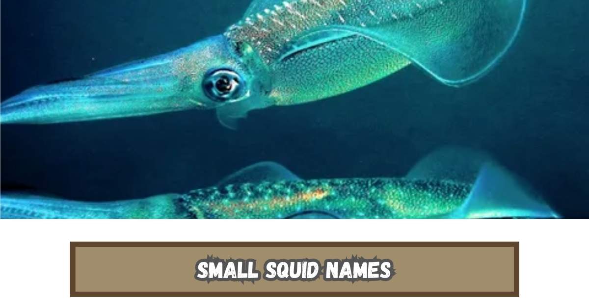 400 Cool and Catchy Squid Names & Generator [Unique Ideas]