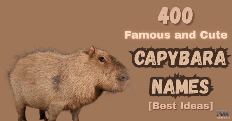 400 Famous and Cute Capybara Names & Generator [Best Ideas]