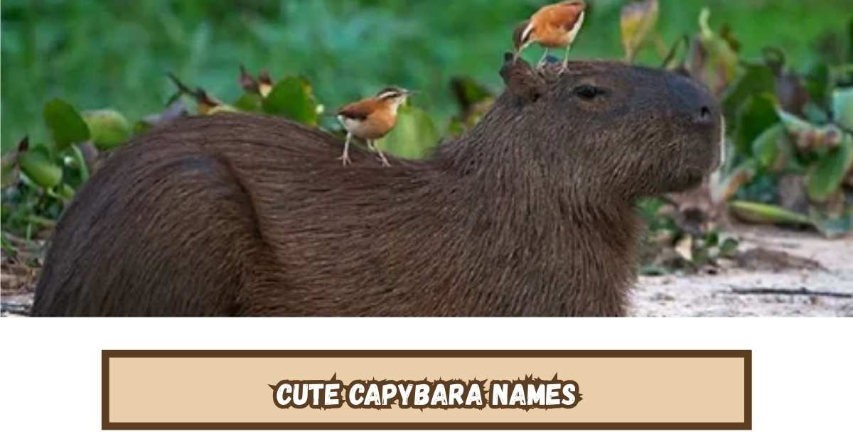 400 Famous and Cute Capybara Names & Generator [Best Ideas]