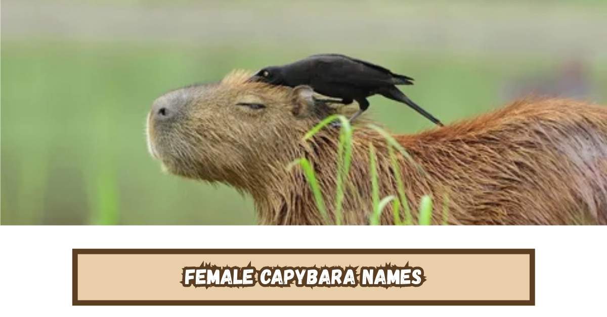400 Famous and Cute Capybara Names & Generator [Best Ideas]