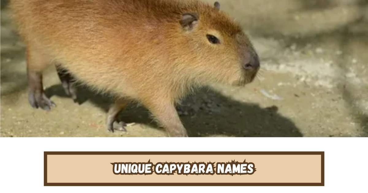 400 Famous and Cute Capybara Names & Generator [Best Ideas]