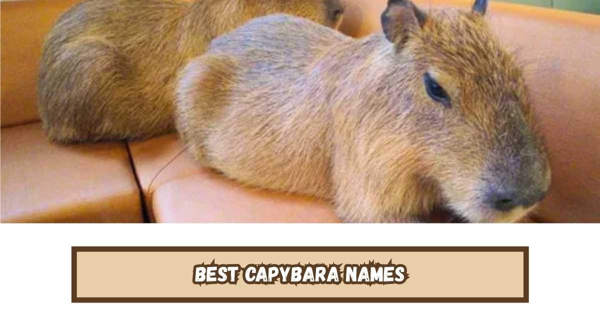 400 Famous and Cute Capybara Names & Generator [Best Ideas]