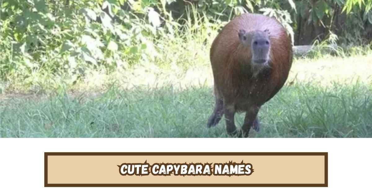400 Famous and Cute Capybara Names & Generator [Best Ideas]