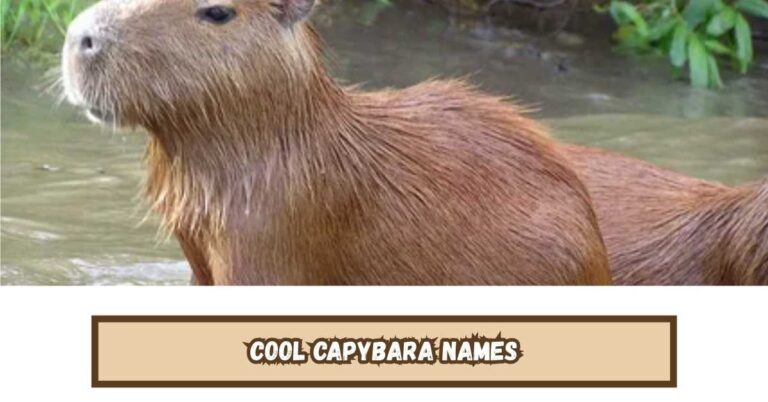 400 Famous and Cute Capybara Names & Generator [Best Ideas]
