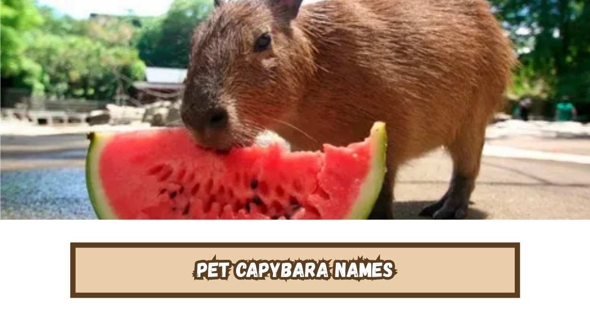 400 Famous and Cute Capybara Names & Generator [Best Ideas]