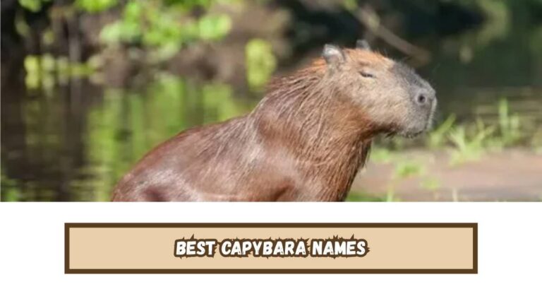 400 Famous and Cute Capybara Names & Generator [Best Ideas]