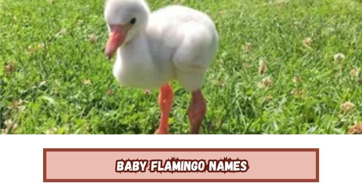 450 Cute and Cool Flamingo Names & Generator [Fresh Ideas]