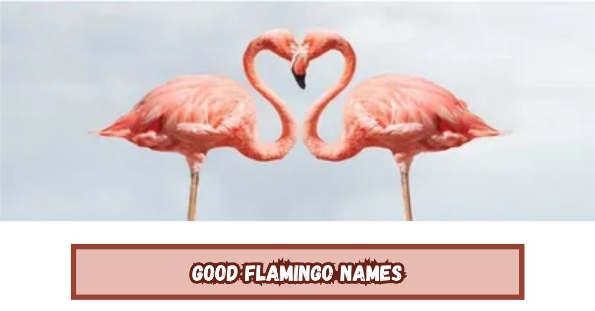 450 Cute and Cool Flamingo Names & Generator [Fresh Ideas]