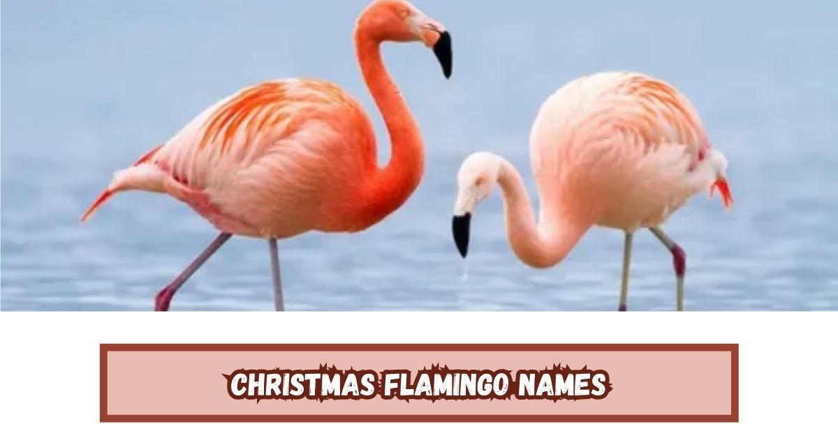 450 Cute and Cool Flamingo Names & Generator [Fresh Ideas]