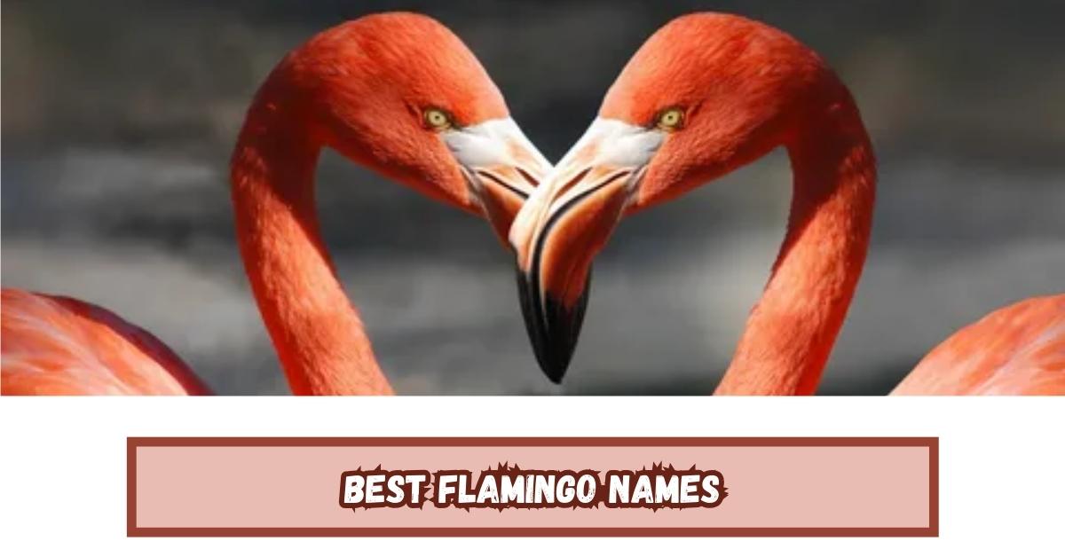 450 Cute and Cool Flamingo Names & Generator [Fresh Ideas]