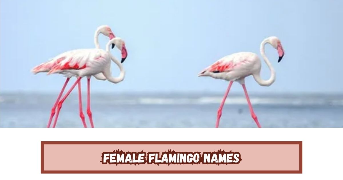 450 Cute and Cool Flamingo Names & Generator [Fresh Ideas]