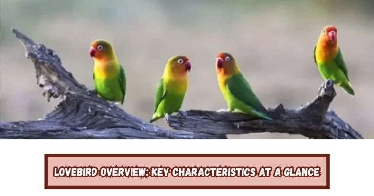 250+ Cute and Famous Lovebird Names & Generator [Meaningful Ideas]