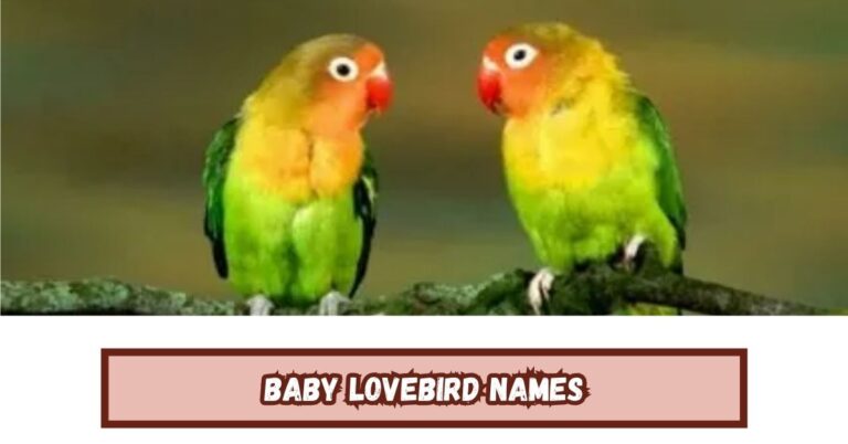 250+ Cute and Famous Lovebird Names & Generator [Meaningful Ideas]