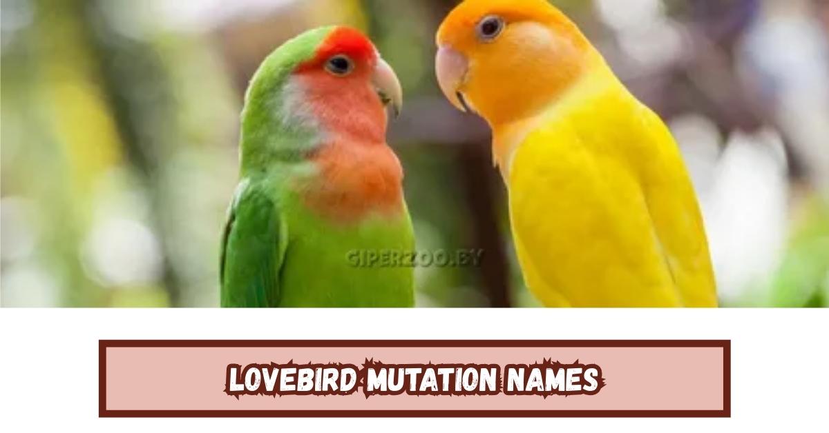 250+ Cute and Famous Lovebird Names & Generator [Meaningful Ideas]