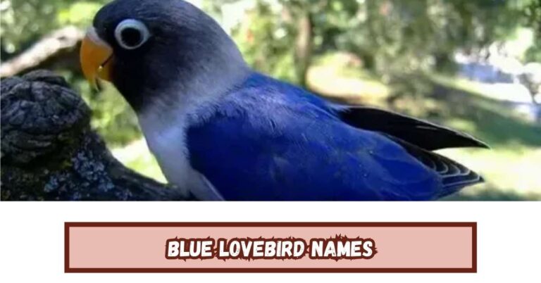 250+ Cute and Famous Lovebird Names & Generator [Meaningful Ideas]