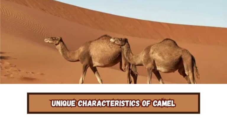 350+ Cool and Famous Camel Names & Generator [Top Ideas]