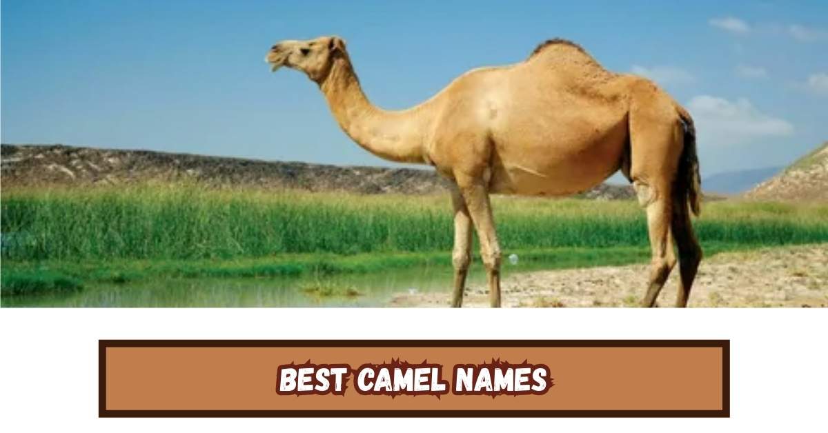 350+ Cool and Famous Camel Names & Generator [Top Ideas]