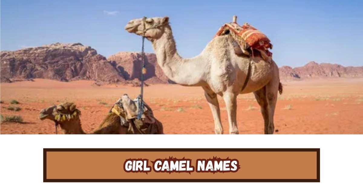 350+ Cool and Famous Camel Names & Generator [Top Ideas]