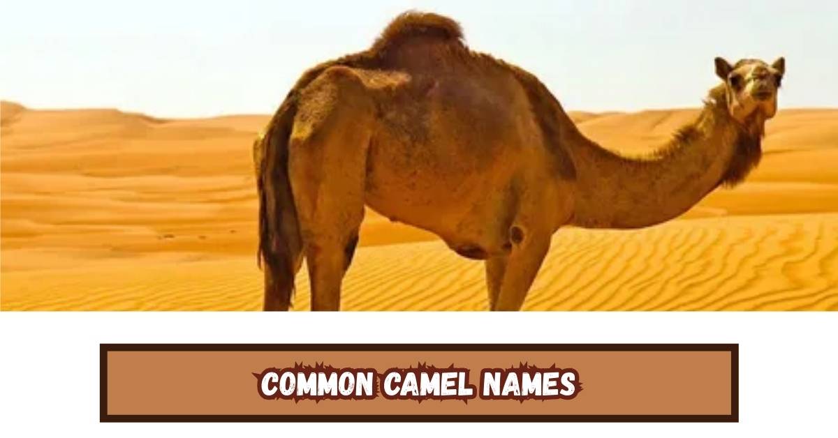 350+ Cool and Famous Camel Names & Generator [Top Ideas]