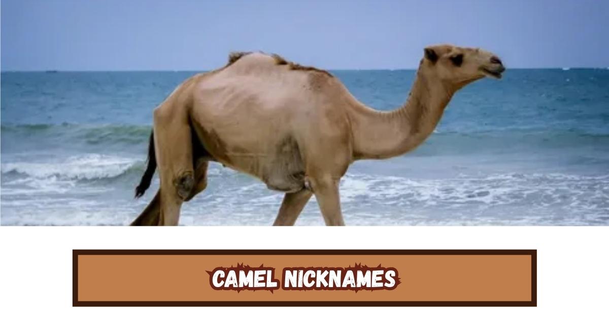350+ Cool and Famous Camel Names & Generator [Top Ideas]