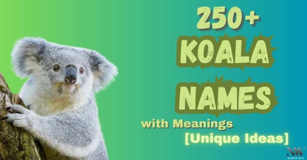 250+ Cute Koala Names & Generator with Meanings [Unique Ideas]
